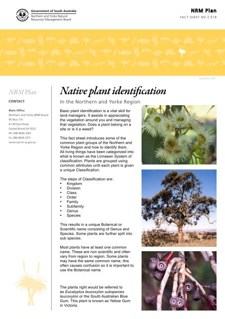 Native plant identification - Northern and Yorke Natural Resources ...
