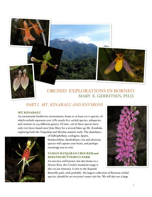 ORCHID EXPLORATIONS IN BORNEO