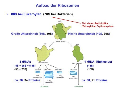 Aufbau der Riboso