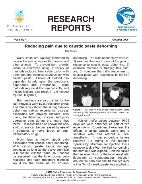 Reducing Pain due to Caustic Paste Dehorning