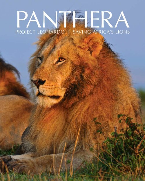 Project Leonardo | Saving africa'S LionS - Panthera