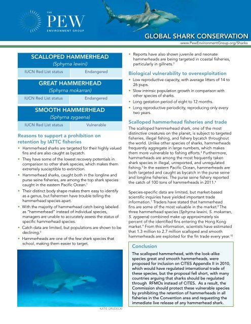 Hammerhead Sharks (PDF)