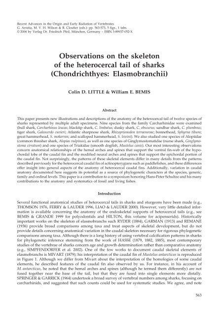 Observations on the skeleton of the heterocercal tail of sharks ...