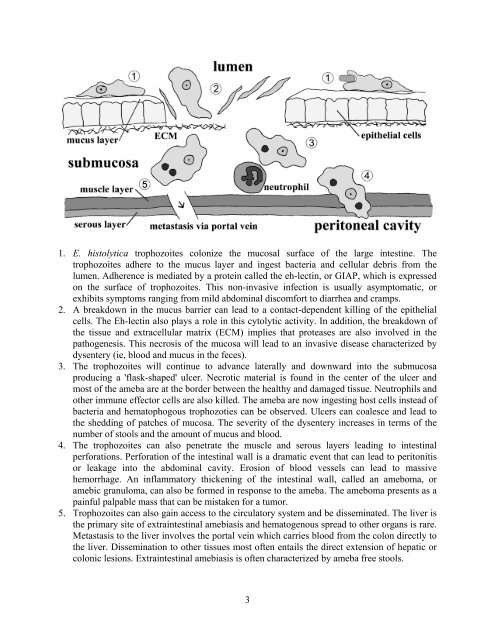 PATHOGENESIS OF AMEBIASIS