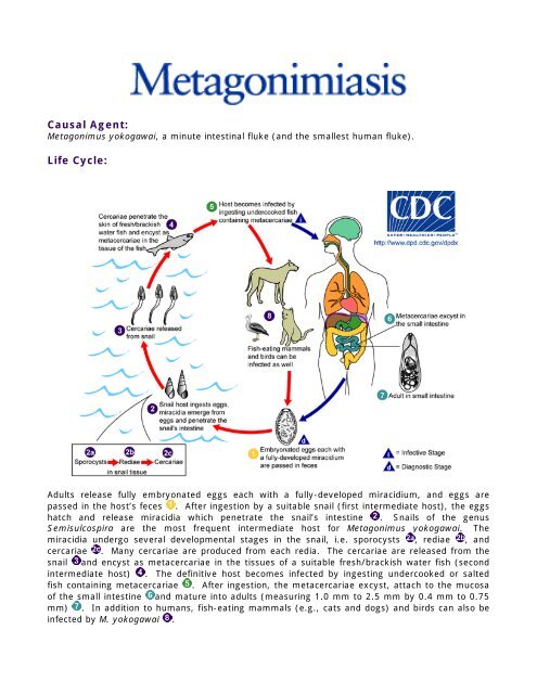 Metagonimus Yokogawai Life Cycle