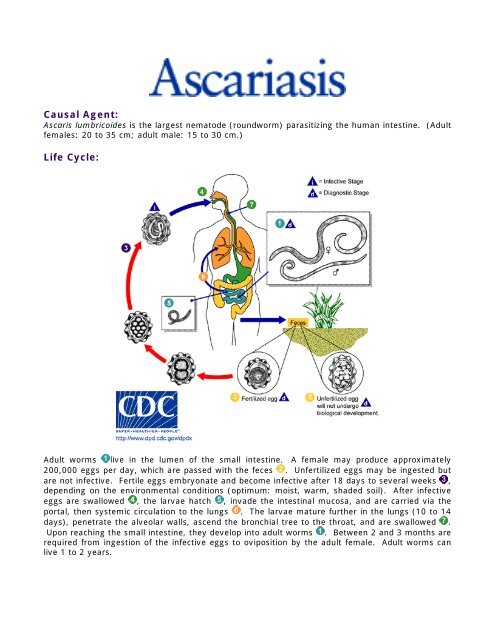 Roundworm Life Cycle