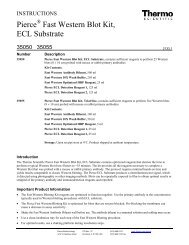 Western Blot Analysis on the Odyssey Infrared Imaging System