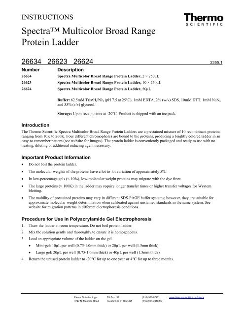 Protein ladder western blot - tereju