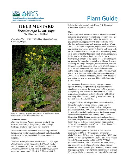 Plant guide for field mustard - Plant Materials Program