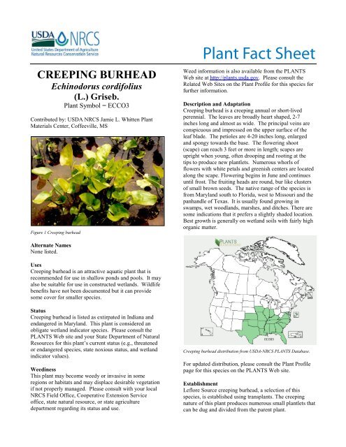 Creeping Burhead - Plant Materials Program