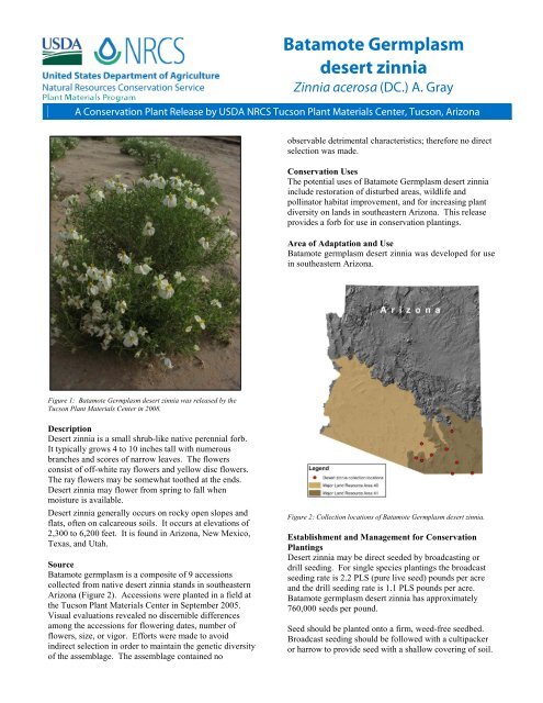Batamote Germplasm desert zinnia - Plant Materials Program
