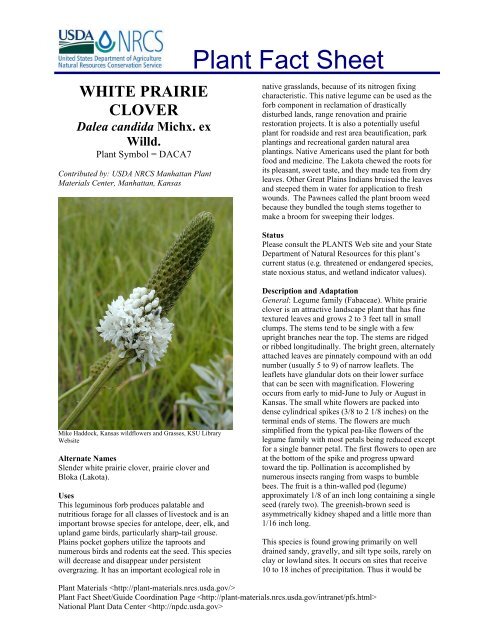 White Prairie Clover Plant Fact Sheet - Plant Materials Program - US ...