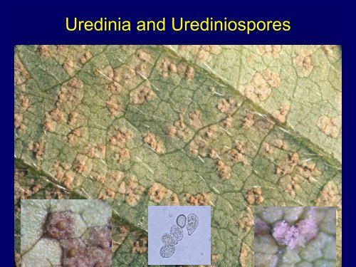 Uredinia and