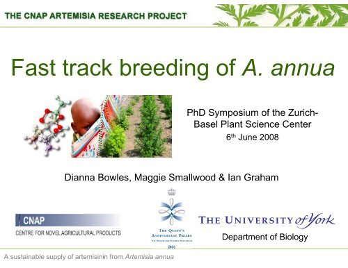 Fast track breeding of A. annua - Zurich-Basel Plant Science Center