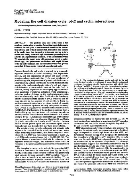 Modeling the cell division cycle: cdc2 and cyclin interactions
