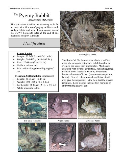 The Pygmy Rabbit - Utah Division of Wildlife Resources