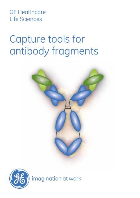 Capture tools for antibody fragments - Process Development Forum