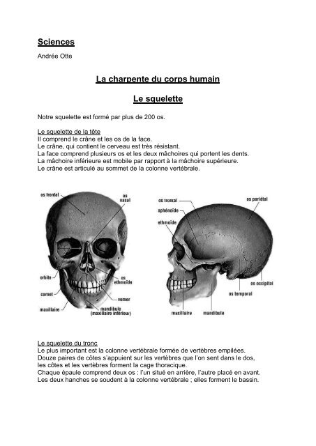 Sciences le squelette - Professeur Phifix