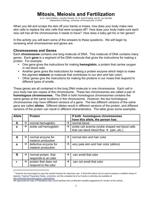 Mitosis, Meiosis and Fertilization