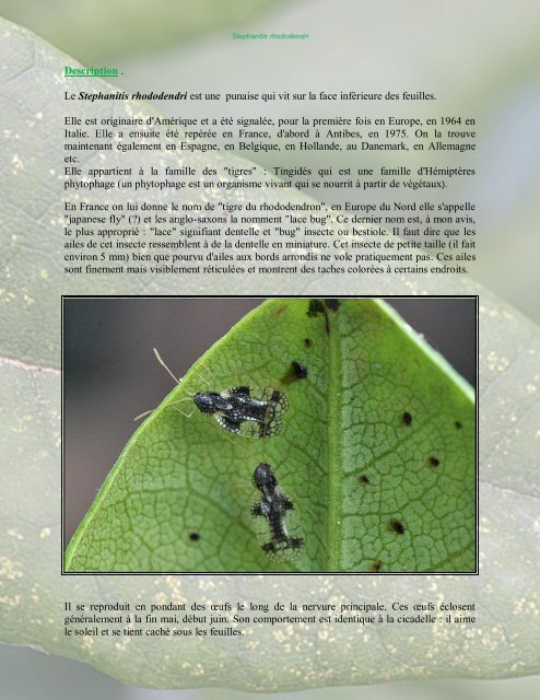 Stephanitis rhododendri - Rhododendron