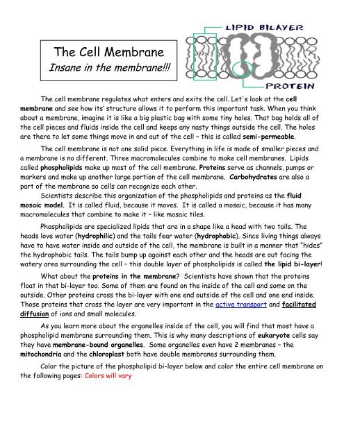 The Cell Membrane