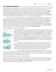 Nerve Impulse Transmission wksht