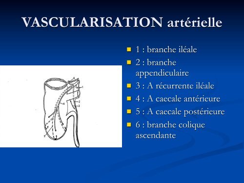 VASCULARISATION artériel