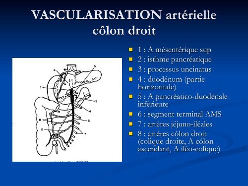 VASCULARISATION artériel