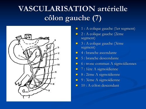 VASCULARISATION artériel