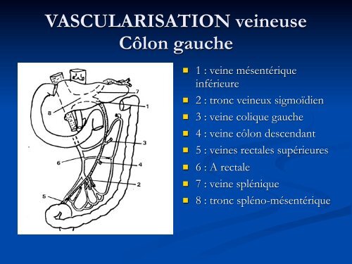 VASCULARISATION veineuse