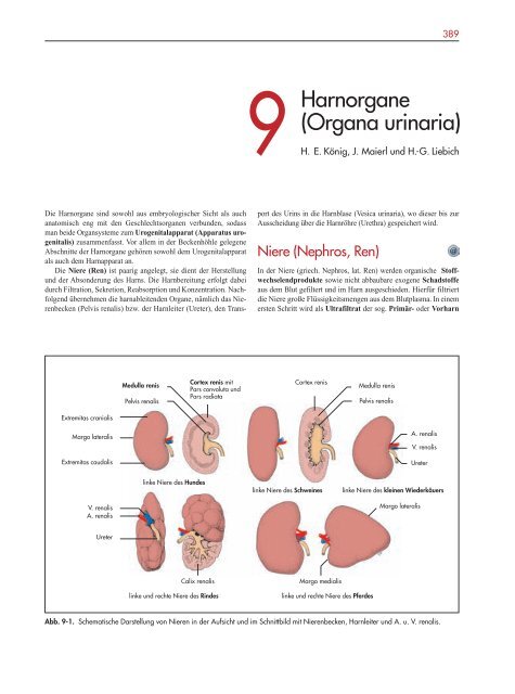 Harnorgane (Organa urinaria) - Schattauer