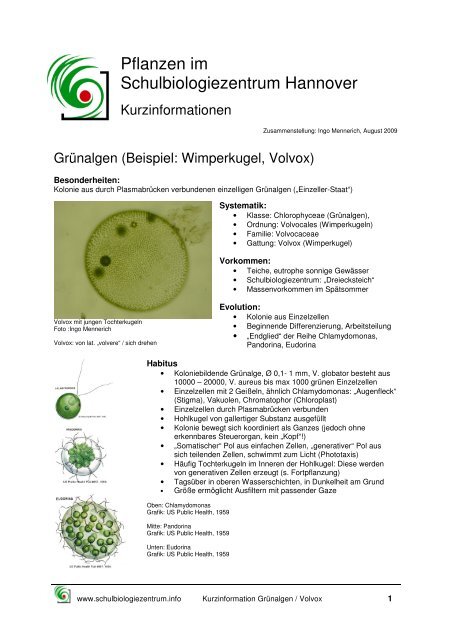 Volvox The Evolution Of Volvox | The Scientist