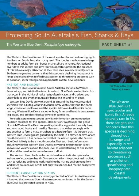 The Western Blue Devil is a spectacular and ... - CCSA home page