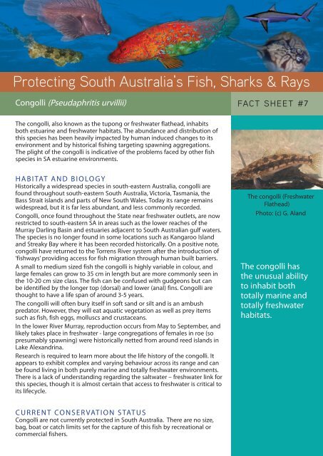 Congolli (Pseudaphritis urvillii) 7 The congolli ... - CCSA home page