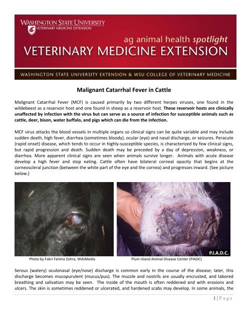 Malignant Catarrhal Fever in Cattle - College of Veterinary Medicine ...