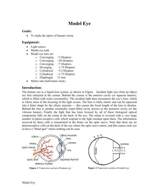 Model Eye (Lab 3)