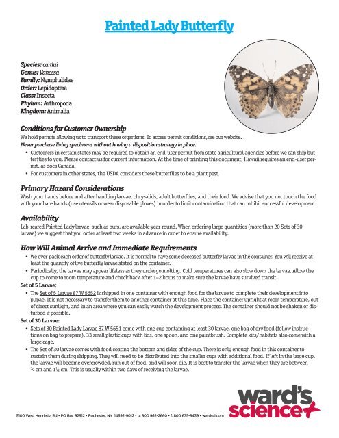 Painted Lady Butterfly - Ward's Science