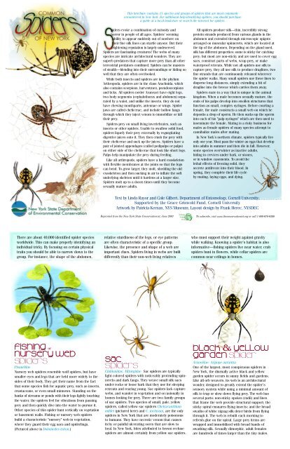 Common Spiders of New York - New York State Department of ...
