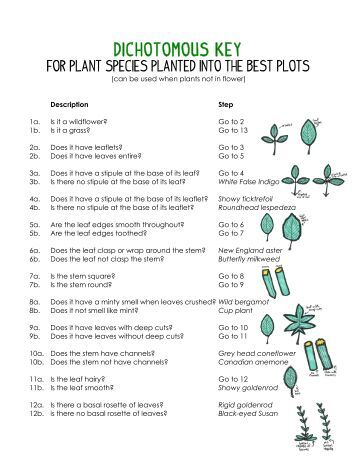 Texas Native Plant Dichotomous Key