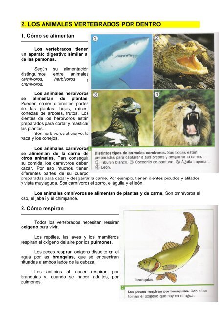 Dientes De Carnivoros