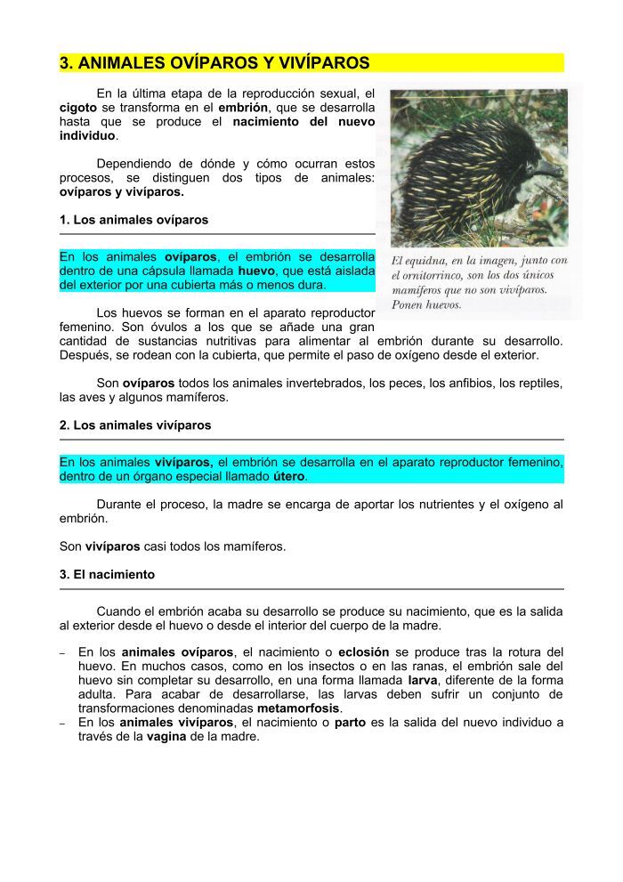 Oviparos Viviparos Los Animales Oviparos (Oviparous Animals In