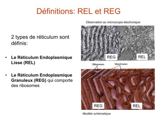 Définitions: REL et REG