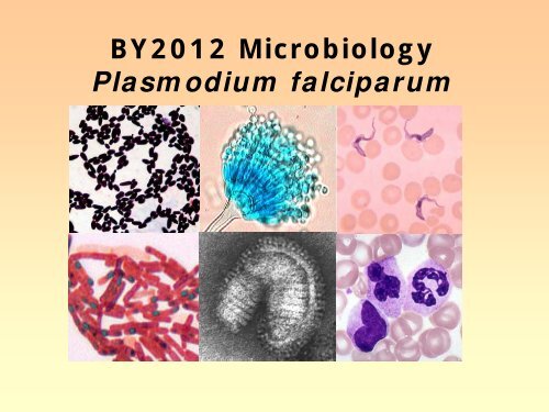 Plasmodium falciparum