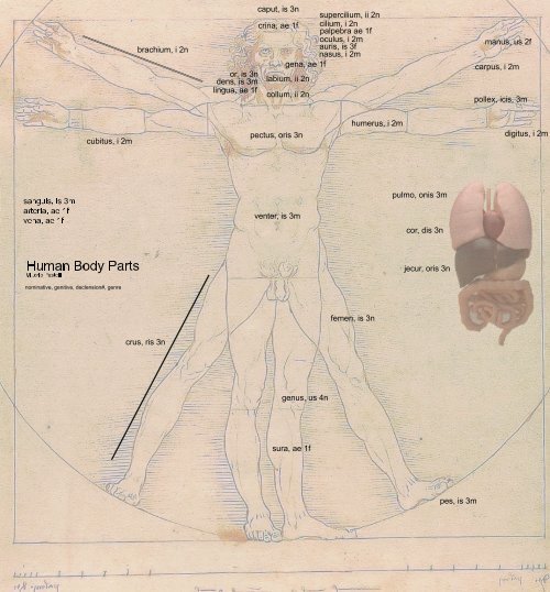 Latin terms for some Human Body Parts