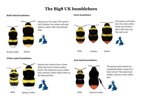 Kids bumblebee ID - Bumblebee Conservation Trust