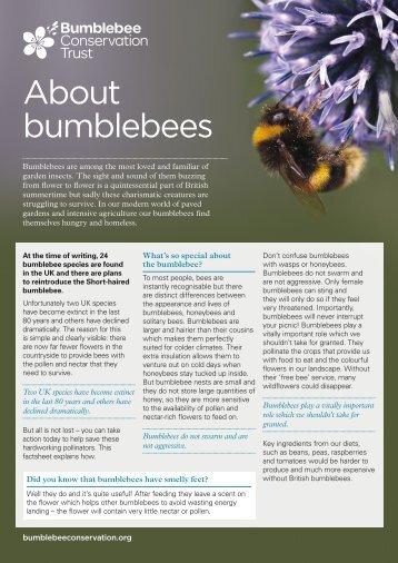Bumblebee Magazines