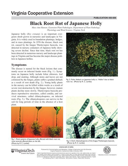 Black Root Rot of Japanese Holly - Virginia Cooperative Extension ...
