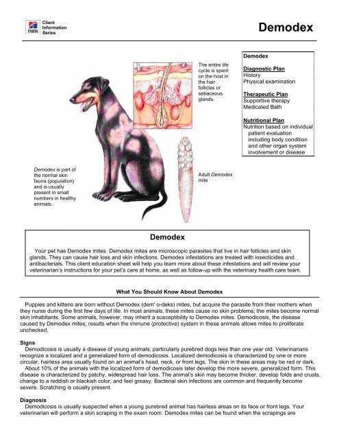 Demodex - HillsVet