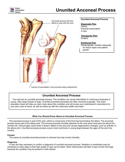 Ununited Anconeal Process - HillsVet