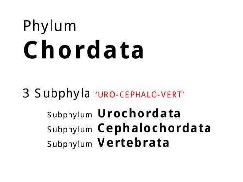 Subphylum Urochordata Classification